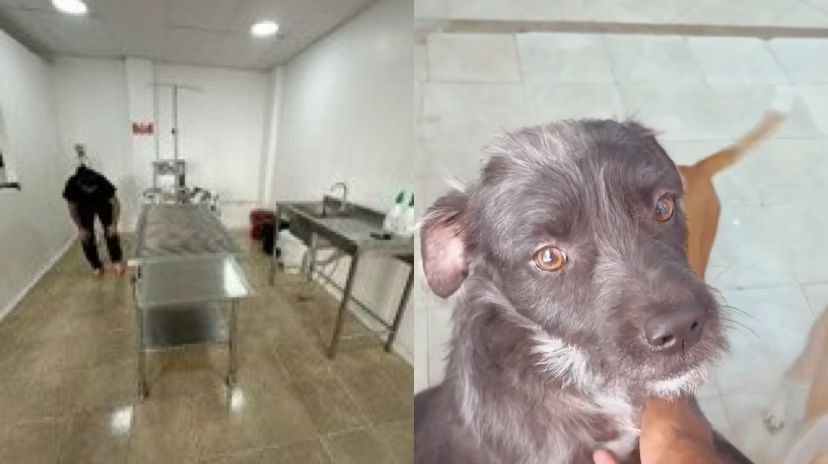 Estado del funcionamiento del Centro de Bienestar Animal – Canal CampoTV