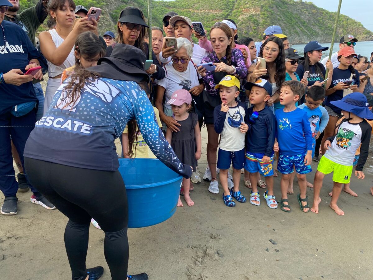 Corpamag, Fundación Cim Caribe y Centro de vida marina liberan tiburones y mantarrayas para ...