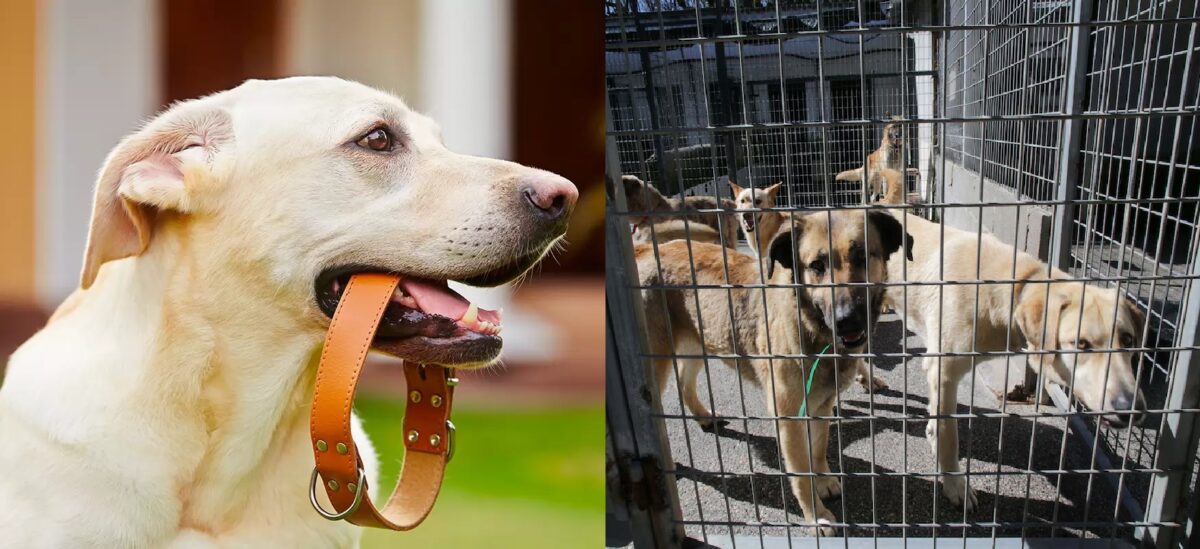 Ley Kiara: Colombia prohíbe collares de castigo y endurece sanciones ...